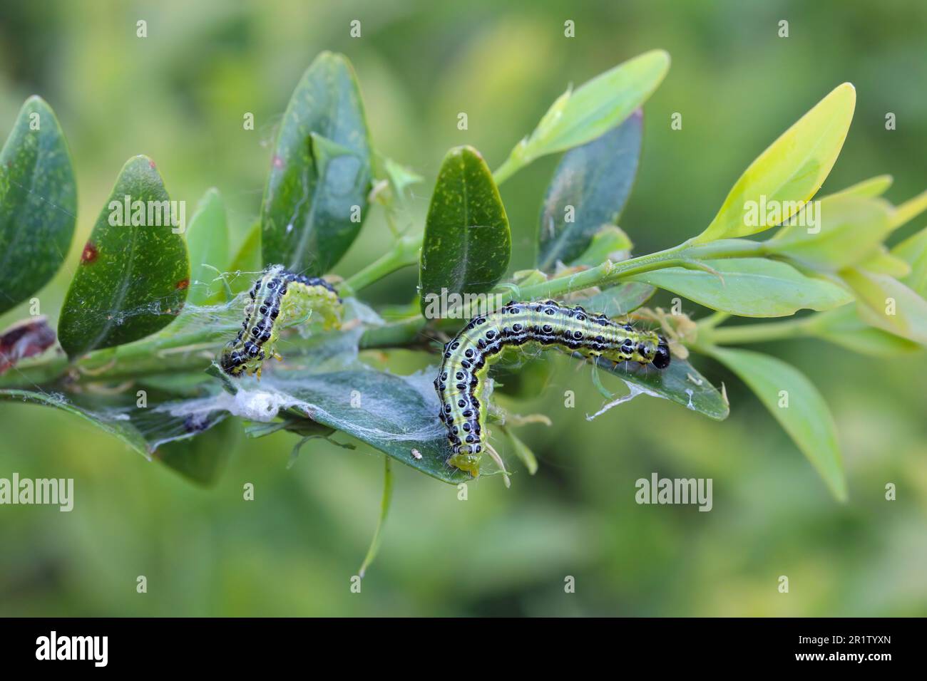 Caterpillars of Box tree moth (Cydalima perspectalis) on Boxwood (Buxus ...