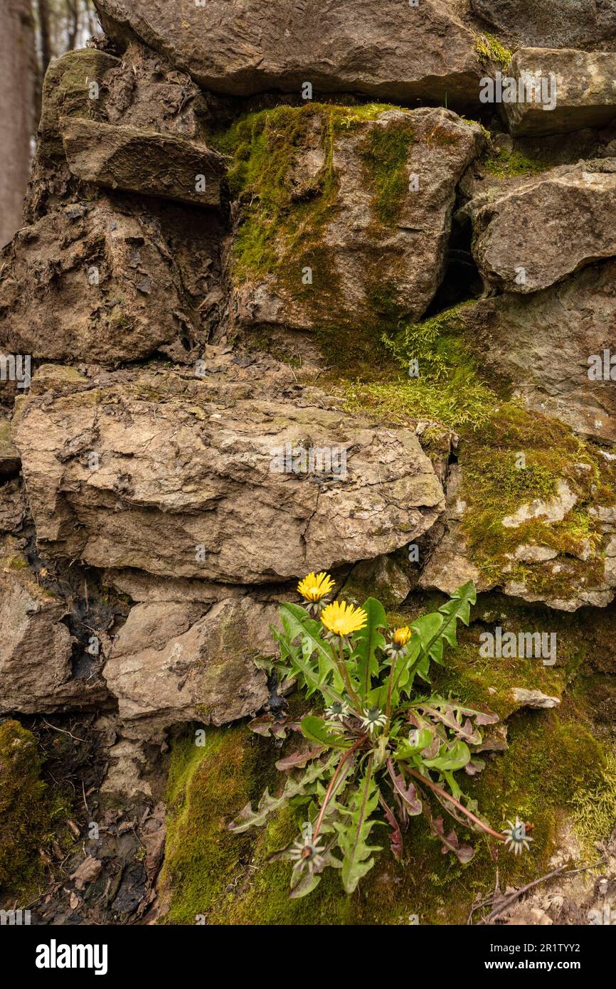 Determination: close up of colourful wildflower Dandylion growing out ...