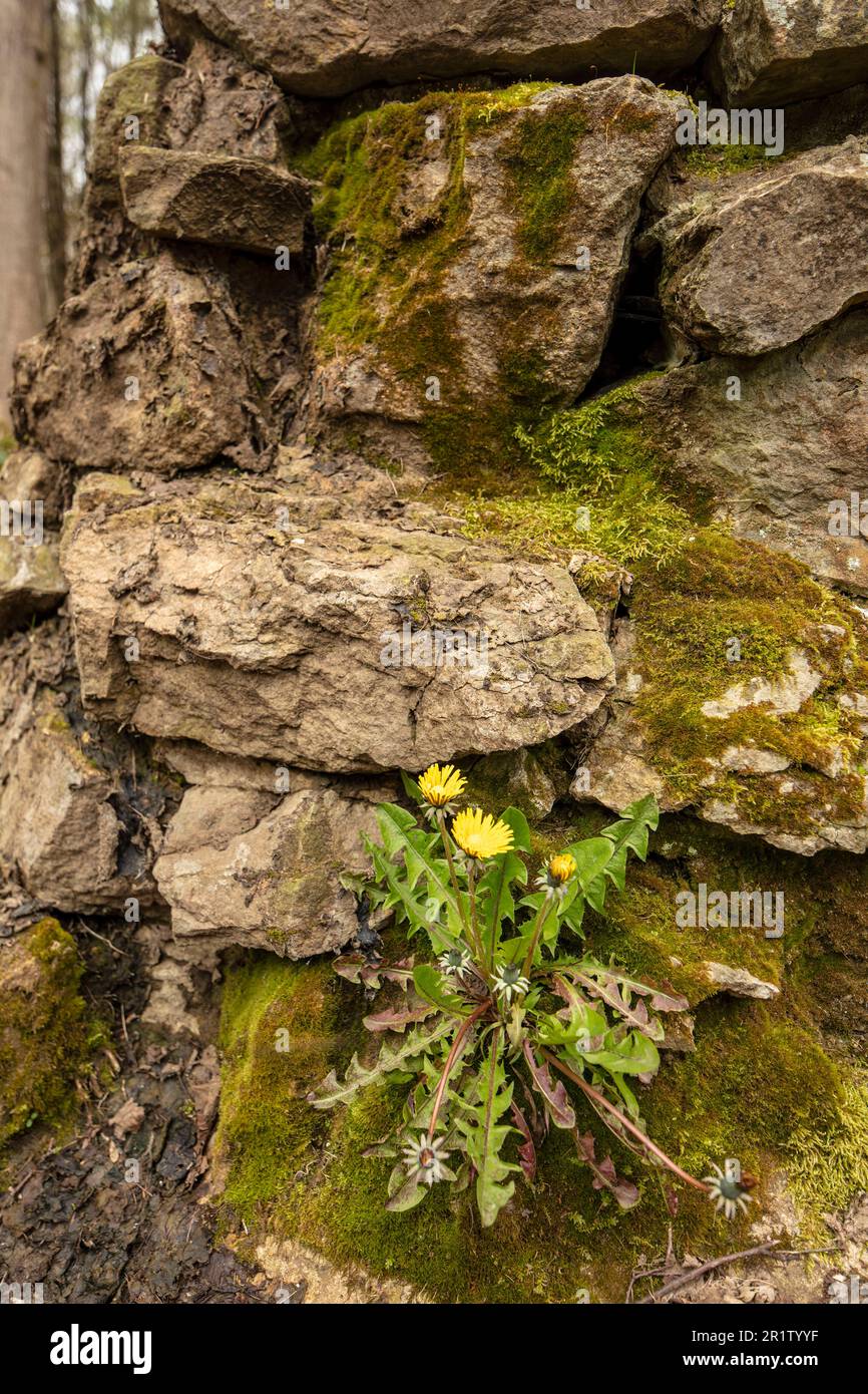 Determination: close up of colourful wildflower Dandylion growing out ...