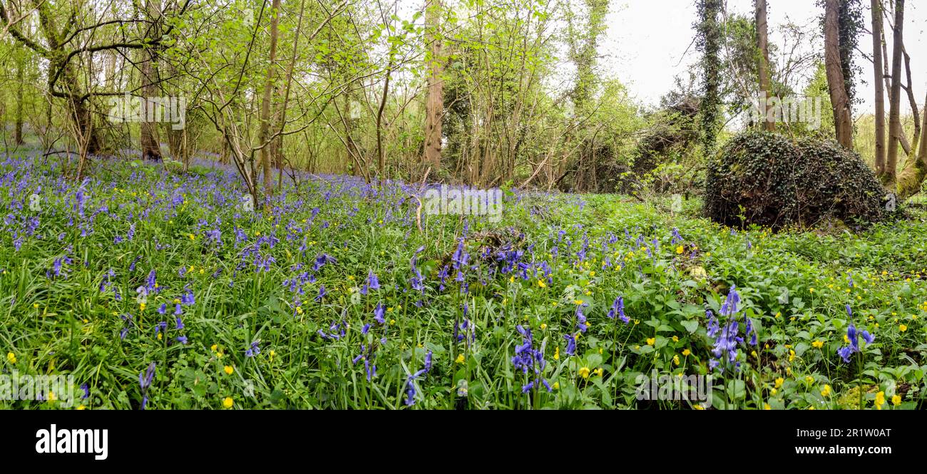 Striking moody spring bluebell woodland in good sunshine Stock Photo ...