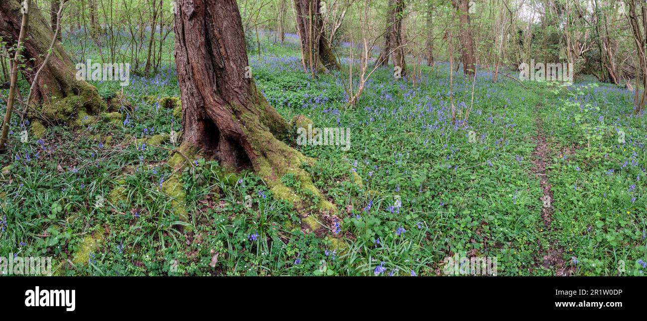 Striking moody spring bluebell woodland in good sunshine Stock Photo ...