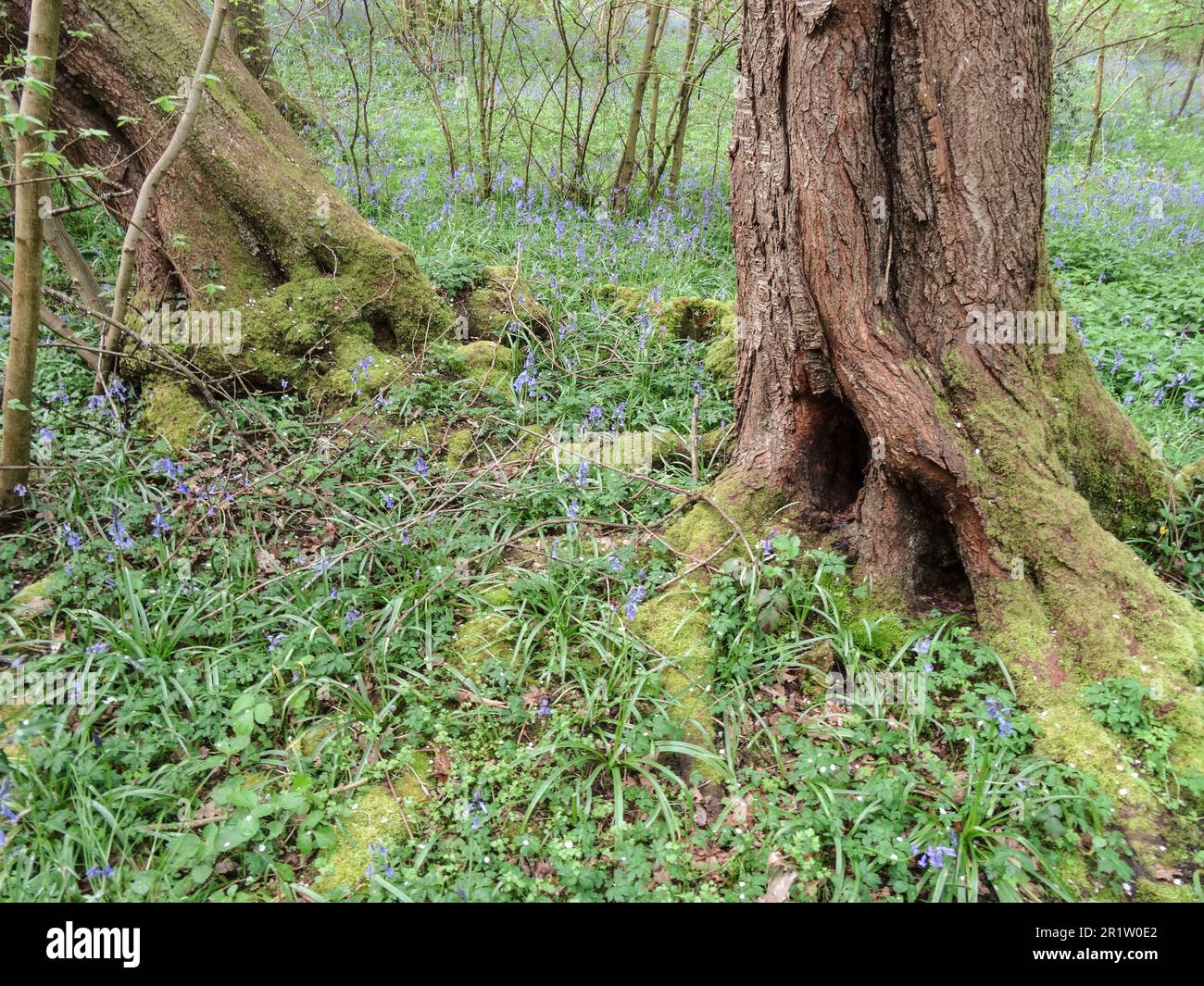 Striking moody spring bluebell woodland in good sunshine Stock Photo ...