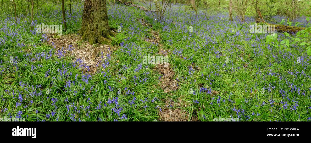 Striking moody spring bluebell woodland in good sunshine Stock Photo ...