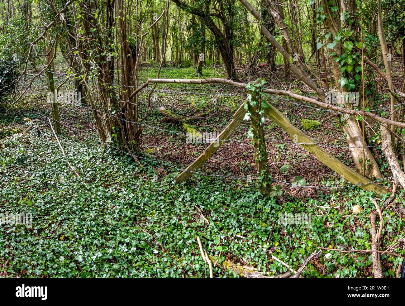 Incongruous: barbed wire fence, posts being overtaken by Ivy, in the ...
