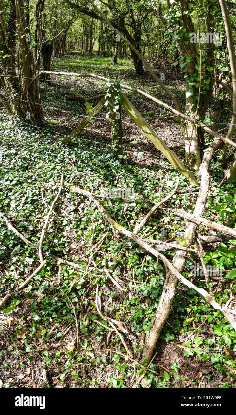 Incongruous: barbed wire fence, posts being overtaken by Ivy, in the ...
