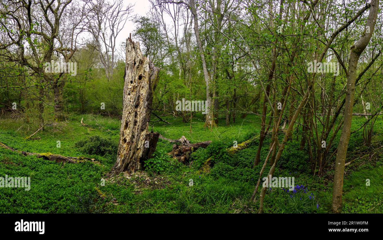 Moody woodland landscape with rotting tree stump prominent, surviving ...