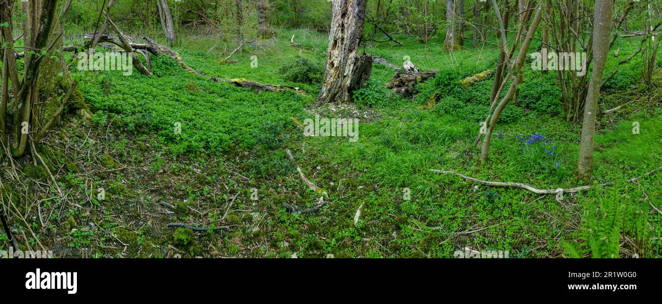 Moody woodland landscape with rotting tree stump prominent, surviving ...