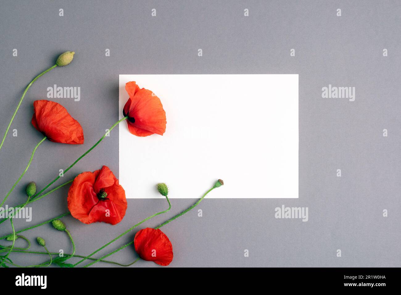 Blank paper and red poppy flowers on grey background. Holiday concept ...
