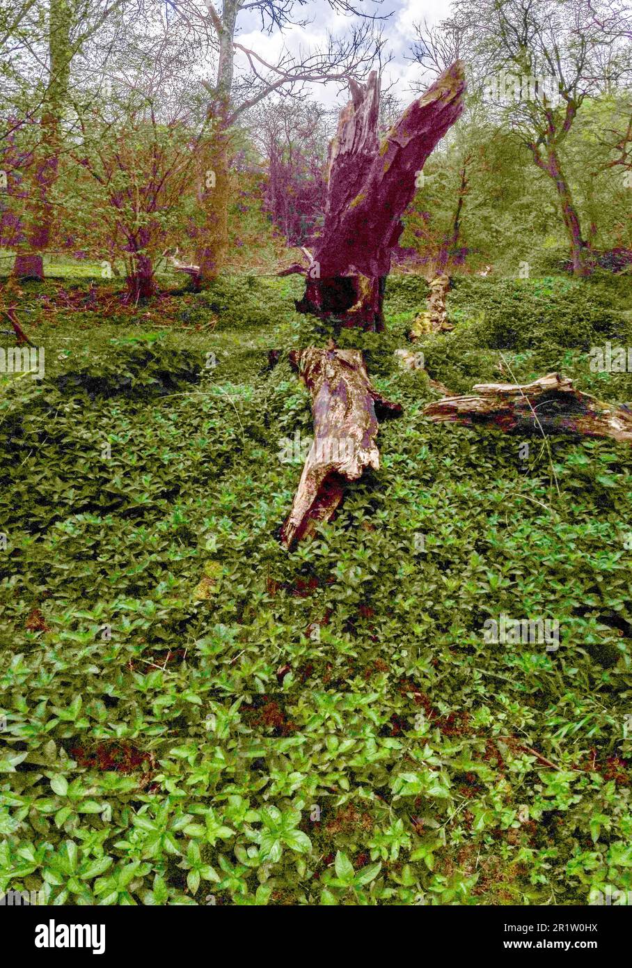 Moody woodland landscape with rotting tree stump prominent, surviving ...