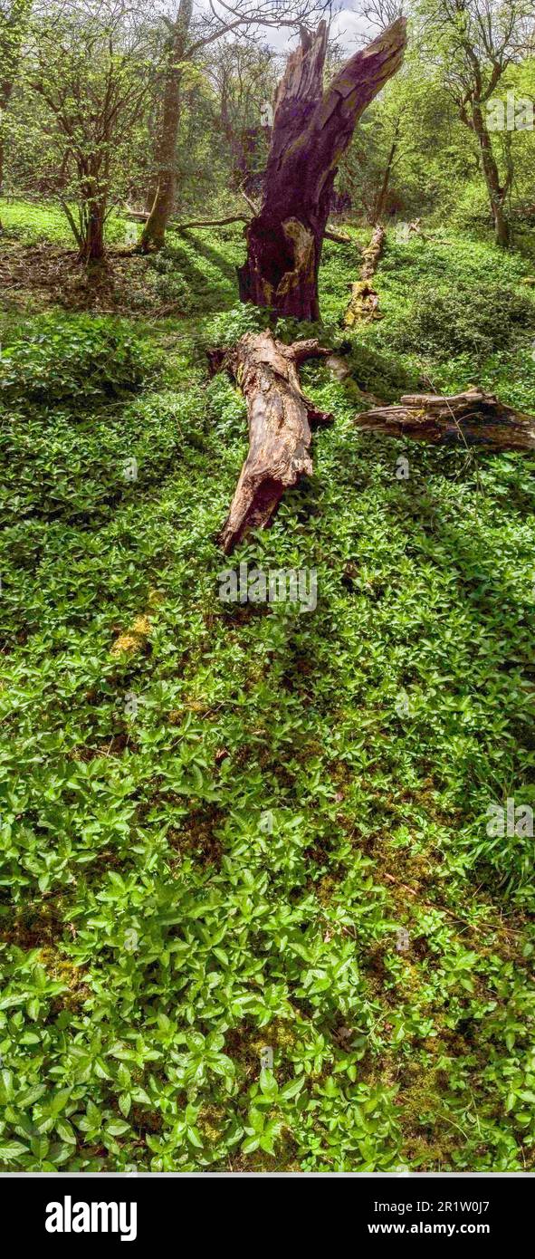 Moody woodland landscape with rotting tree stump prominent, surviving ...