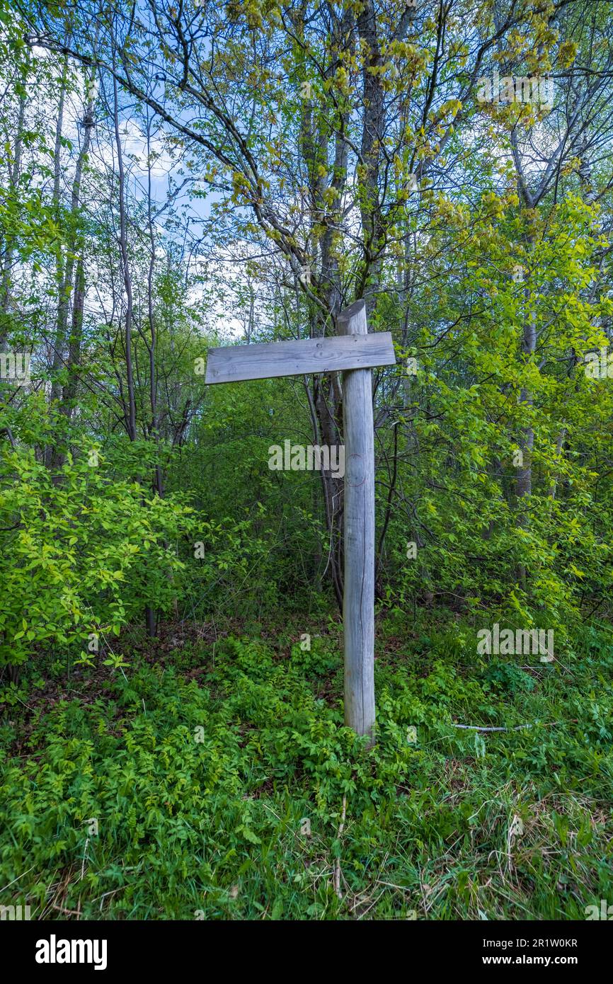 Wooden direction sign in the forest with moss for right direction Stock ...
