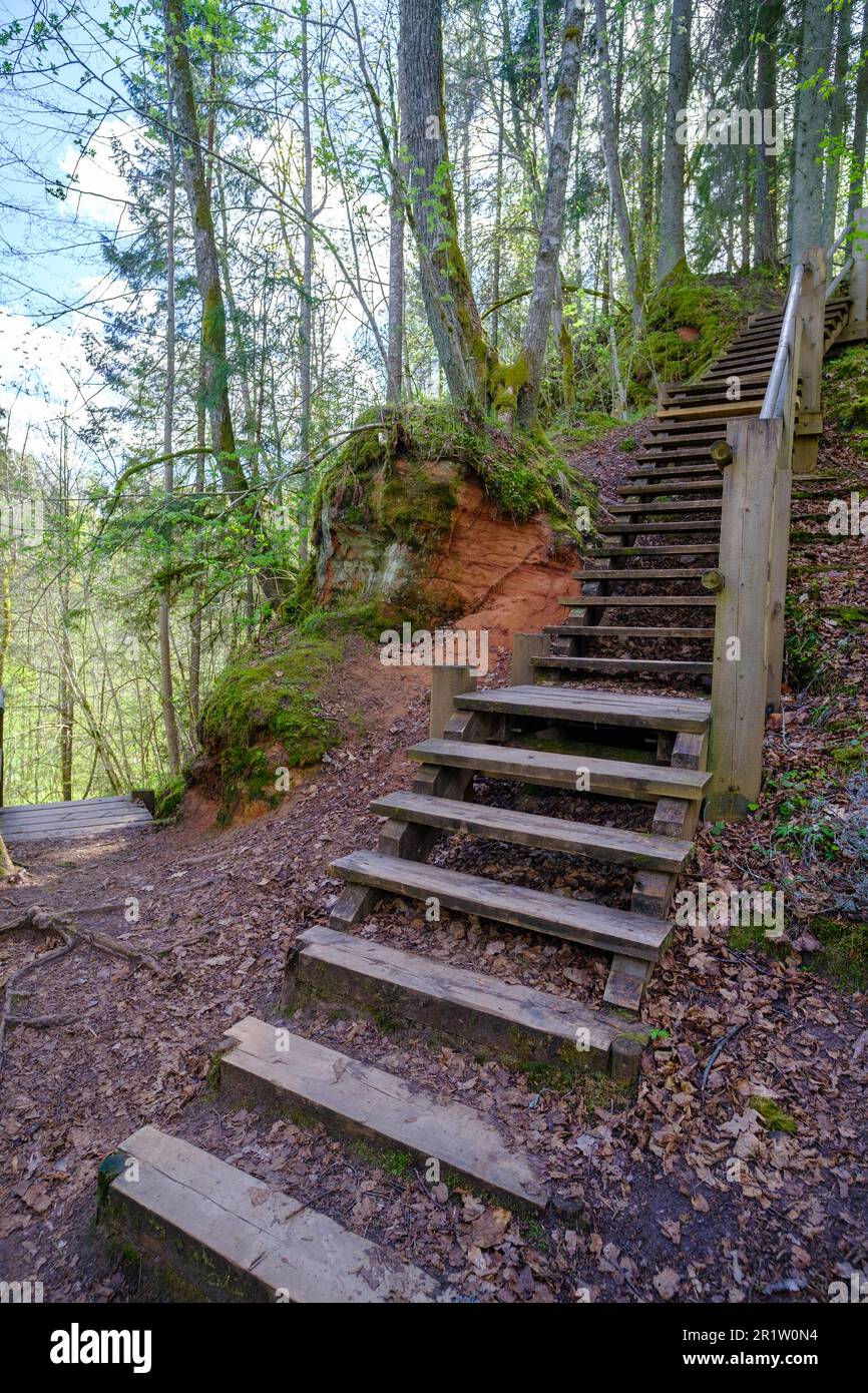 Wooden stairs on hiking trails. The beautiful forests of Latvia. Gauja ...
