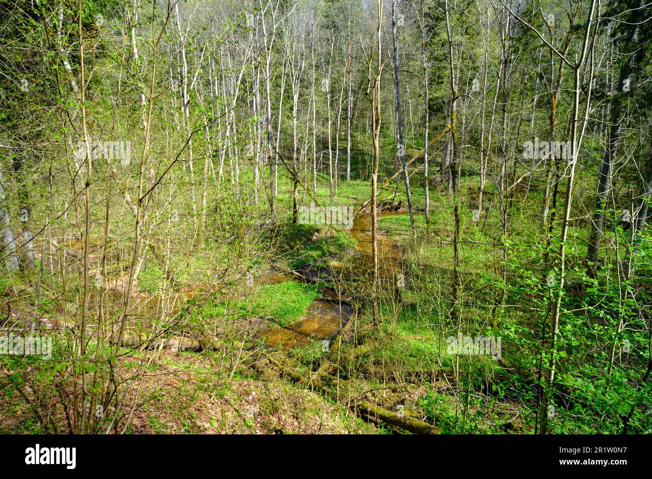 Temperate broadleaf forests hi-res stock photography and images - Alamy