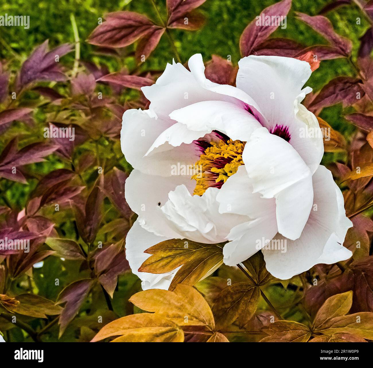 Flowers of the dwarf peony. Blooming tree peony. Close-up. Rocky peony ...