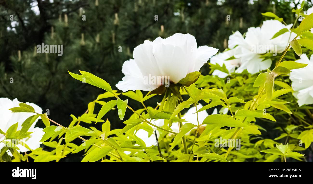 Flowers of the dwarf peony. Blooming tree peony. Close-up. Rocky peony ...