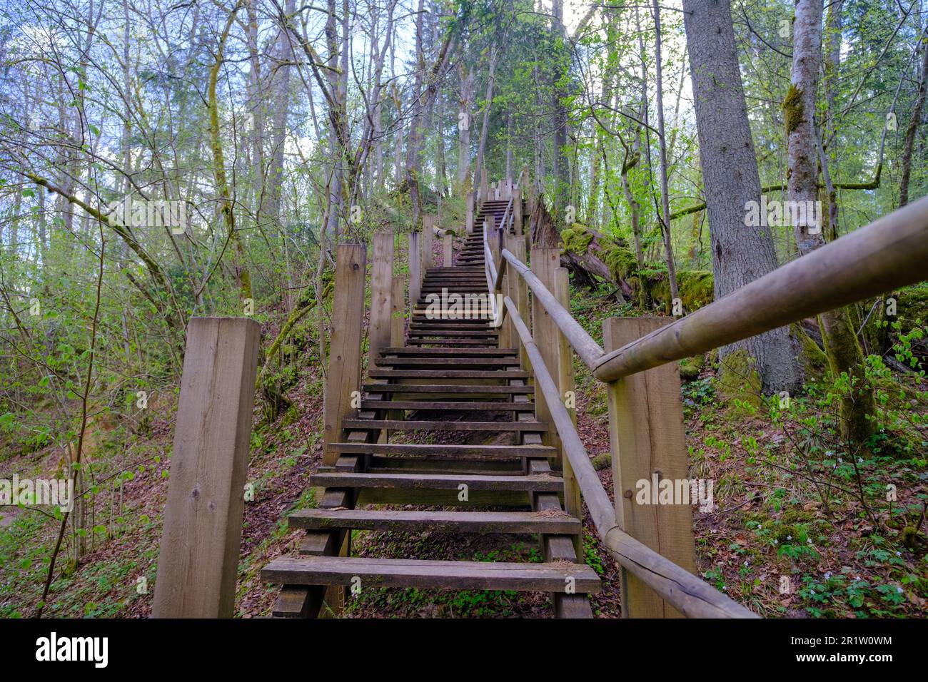 Wooden stairs on hiking trails. The beautiful forests of Latvia. Gauja ...