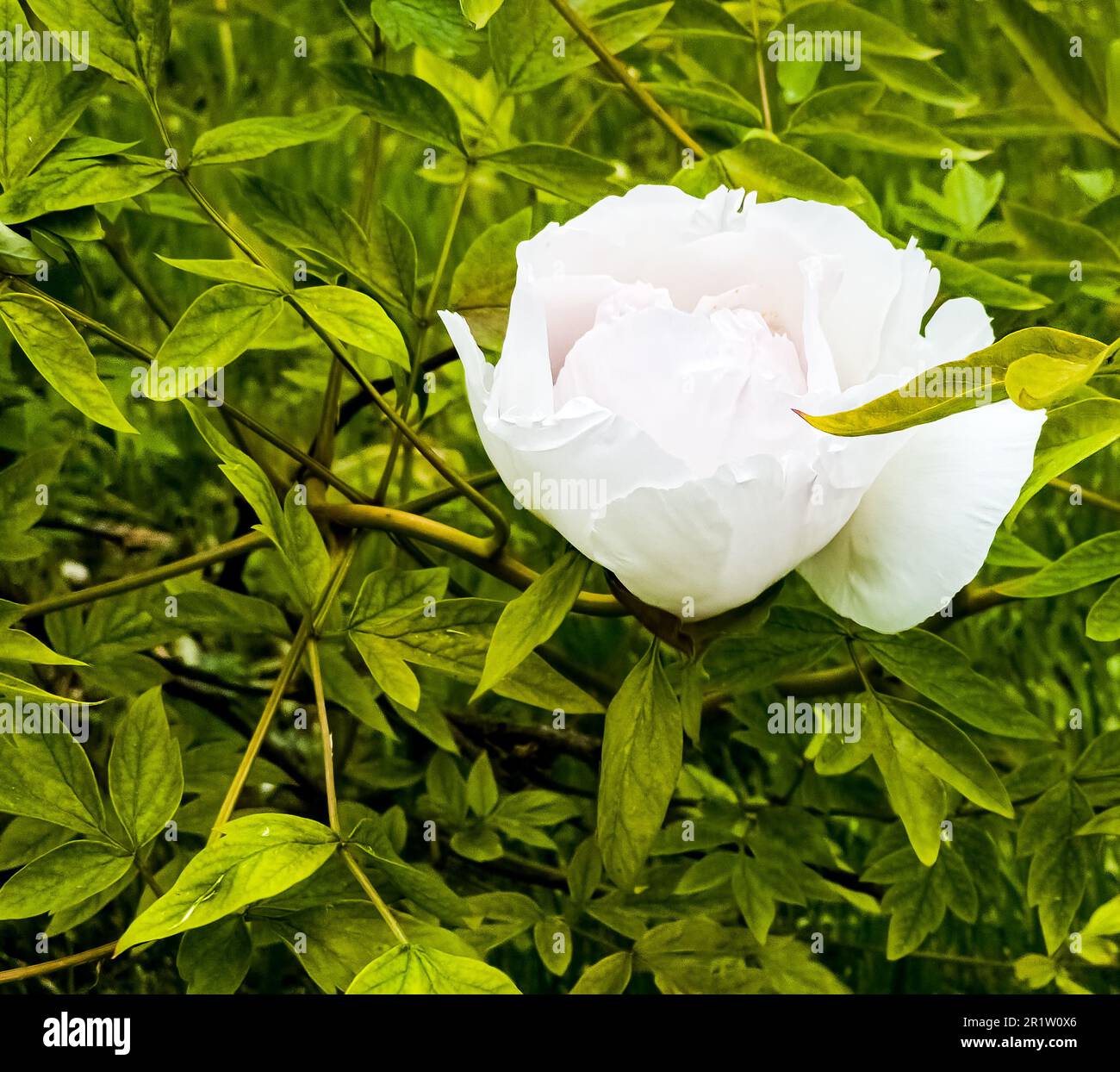 Flowers of the dwarf peony. Blooming tree peony. Close-up. Rocky peony ...