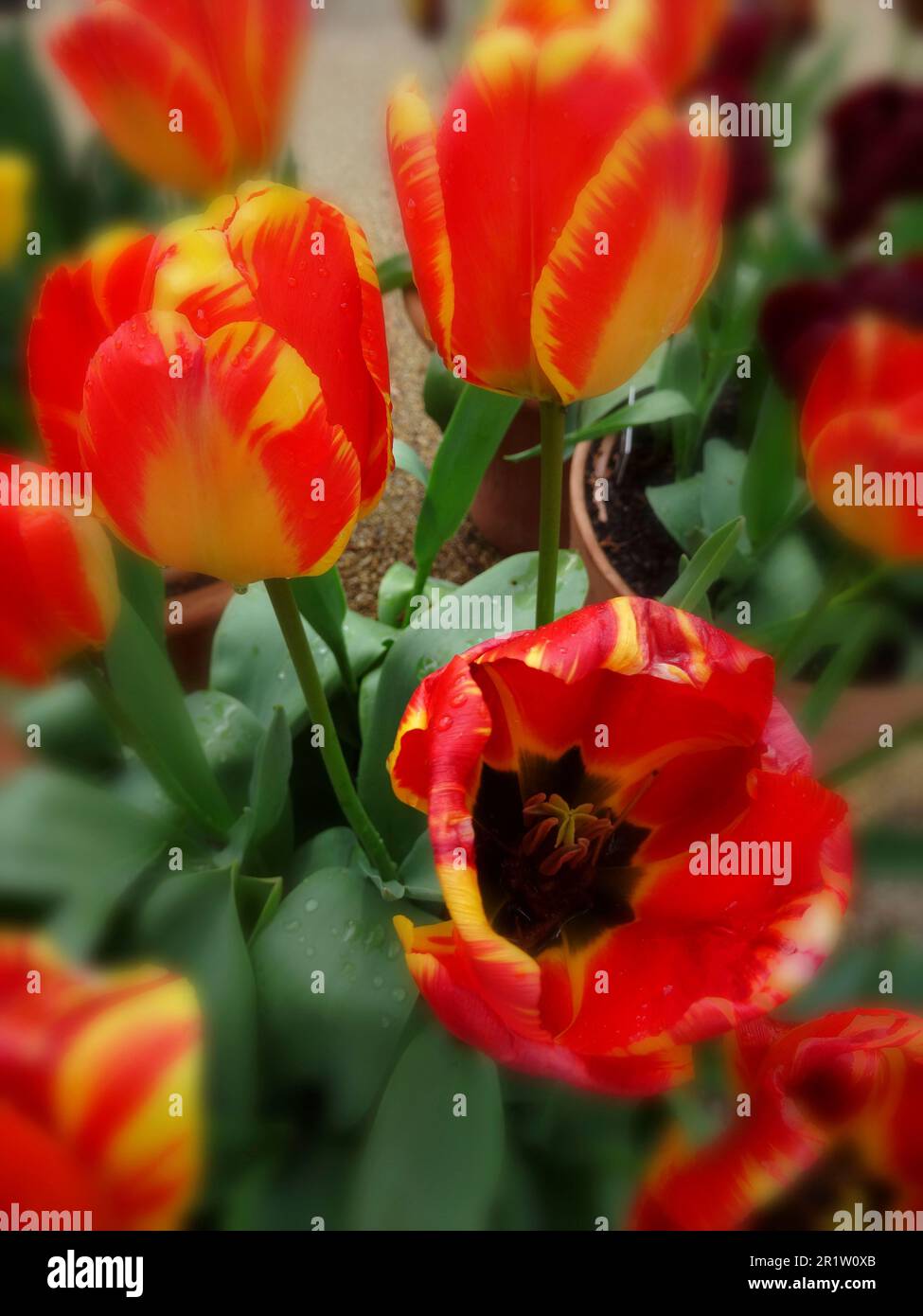 Striking Tulipa Banja Luka, Tulip Banja Luka, glowing in spring ...