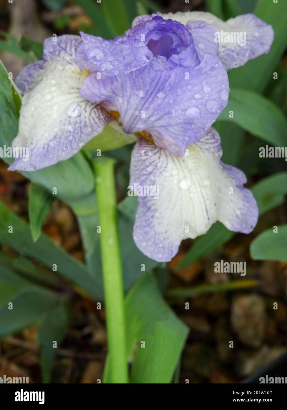 Natural close up flowering plant portrait of Iris Wow Stock Photo - Alamy