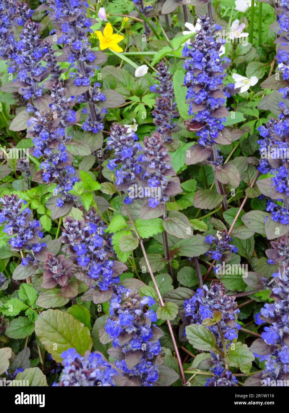 Chaos herz hi-res stock photography and images - Alamy