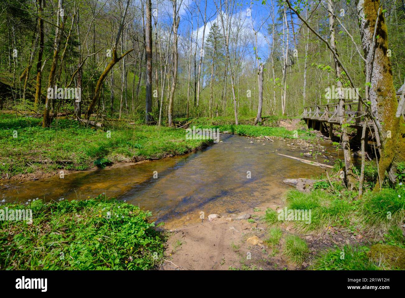 A small river flows through the untouched forests of Latvia. Gaujas ...