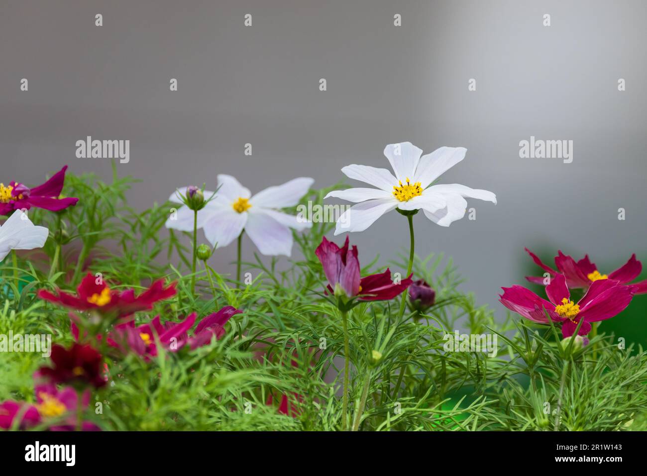 Red and white flowers grow in a garden on a sunny day. Cosmos is a ...