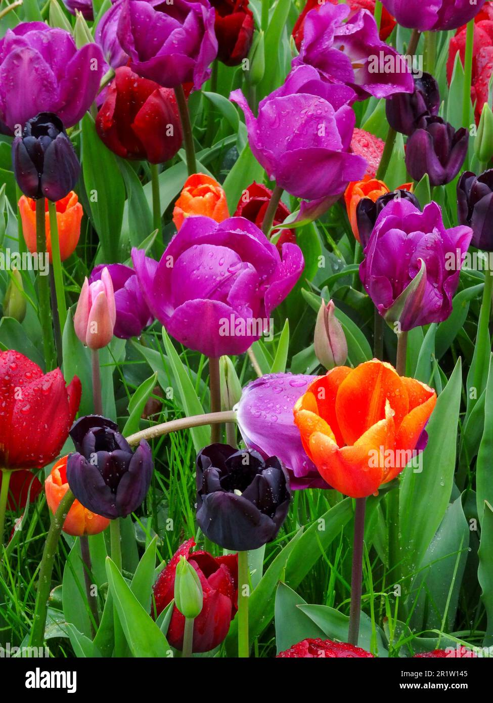 Masses border of brightly coloured Tulips, Tulipa, in soft spring ...