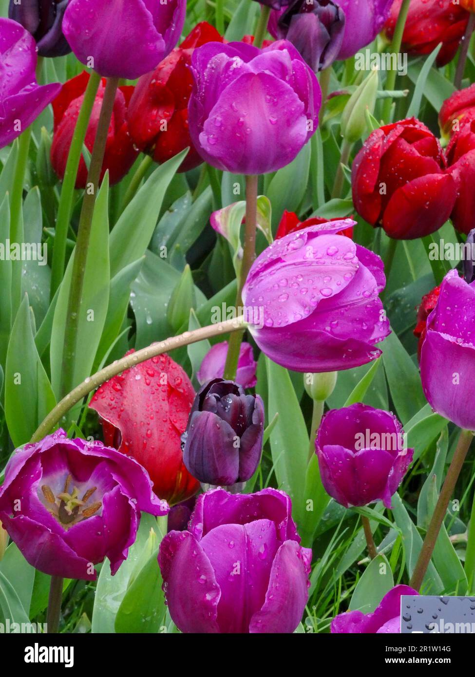 Masses border of brightly coloured Tulips, Tulipa, in soft spring ...