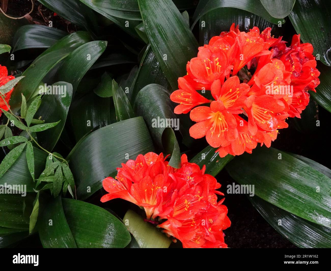 Stunningly beautiful Clivia Miniata - Broad Leaved in flower. Natural ...