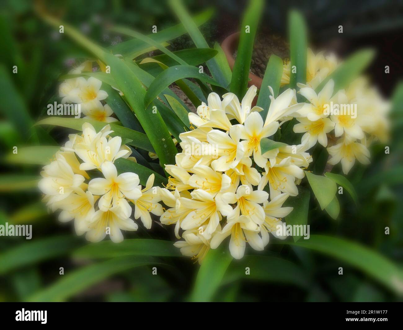 Prolific Clivia Miniata flowers. Natural close up flowering plant ...
