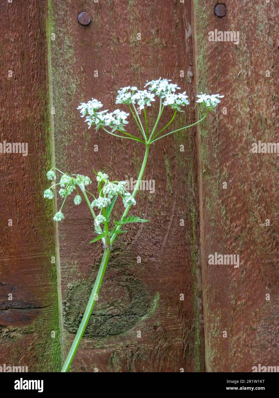 Delicate Anthriscus sylvestris, cow parsley, wild chervil, wild beaked ...