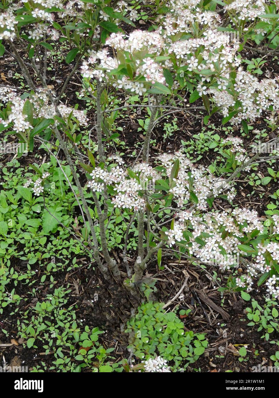 Delicate Anthriscus sylvestris, cow parsley, wild chervil, wild beaked ...