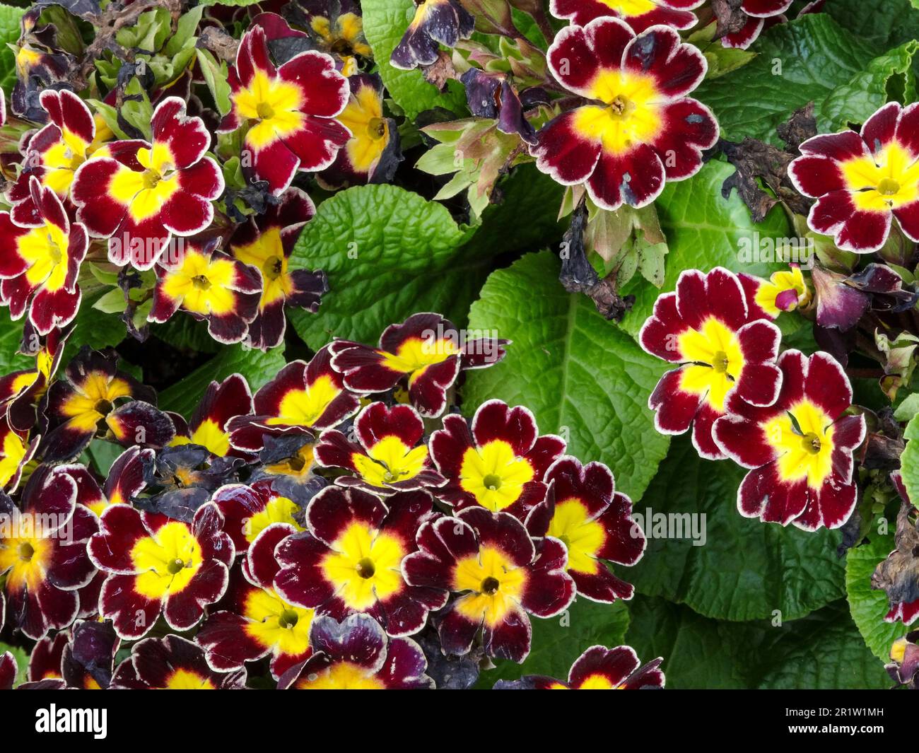 Pure natural patterns in the environment. Close up / macro colour ...