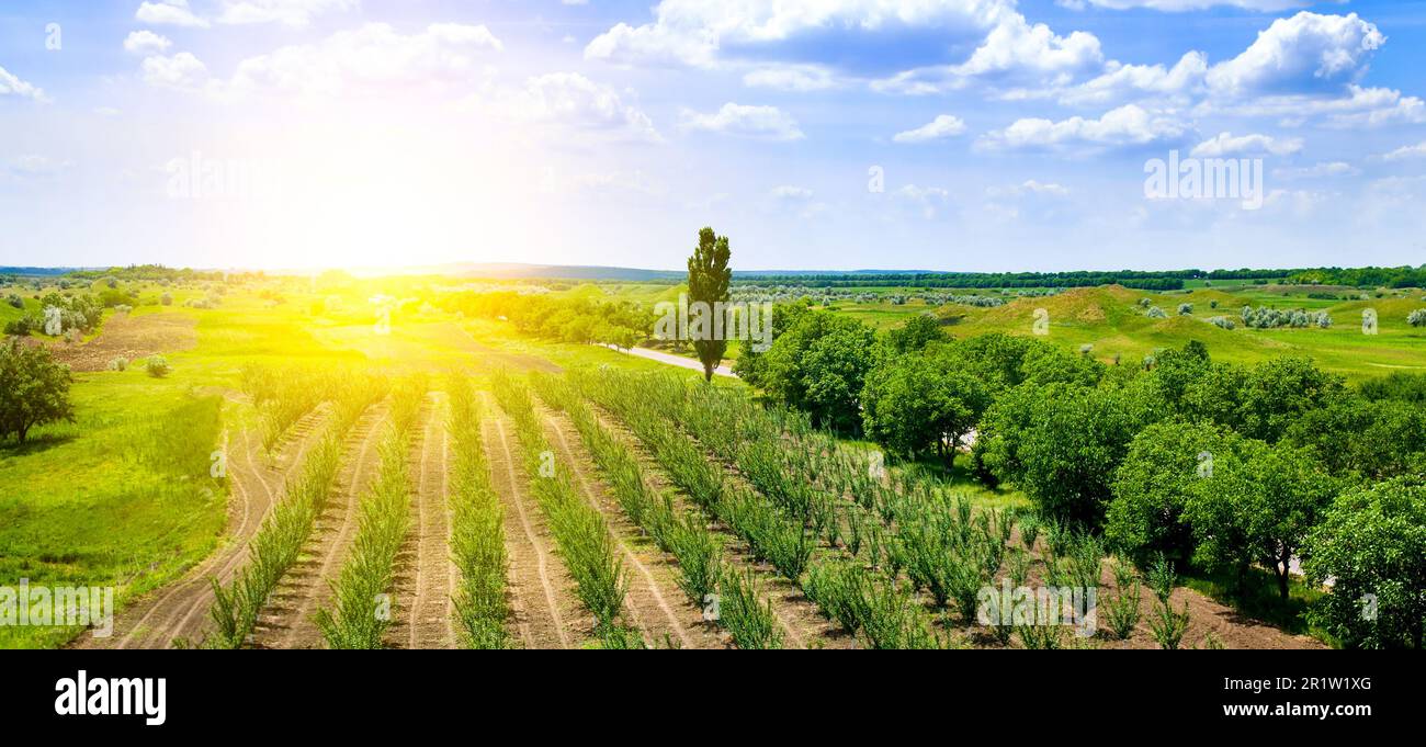 Orchard, field and sunset. Wide photo Stock Photo - Alamy