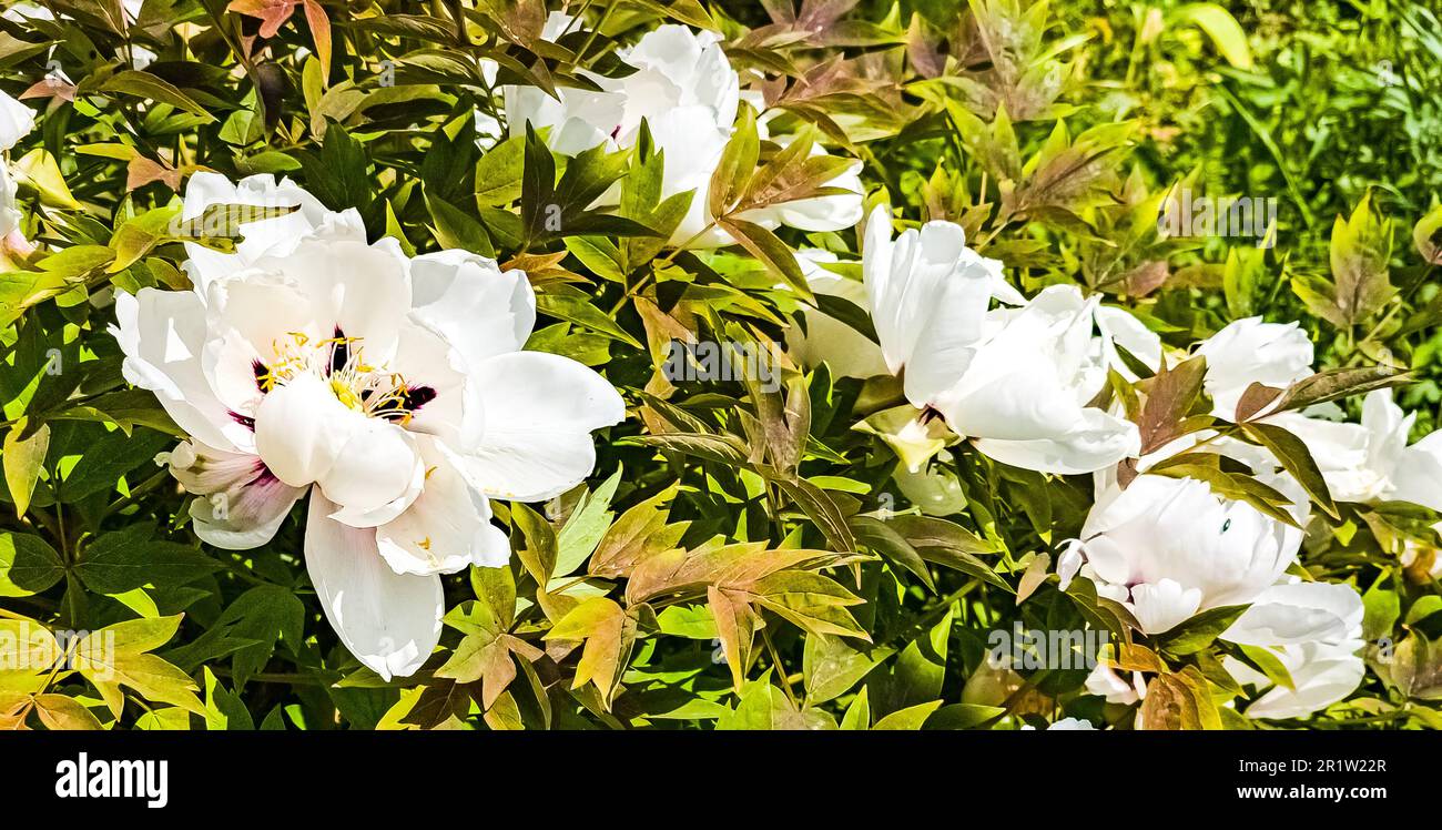Flowers of the dwarf peony. Blooming tree peony. Close-up. Rocky peony ...