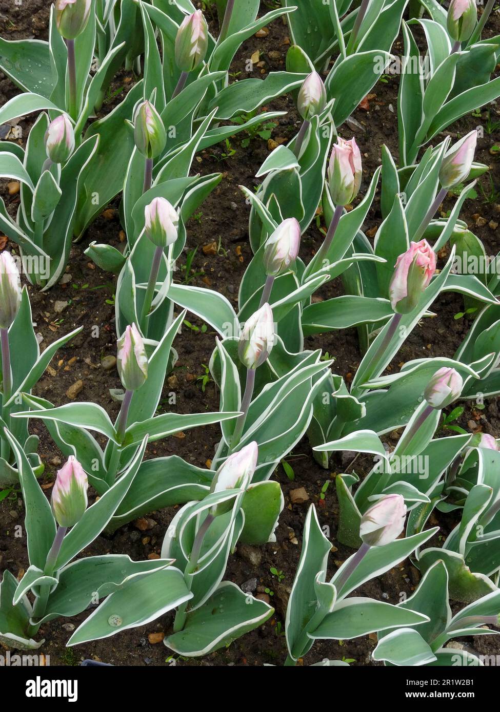 Neat rows of the award winning Tulipa 'China Town’, tulip 'China Town ...