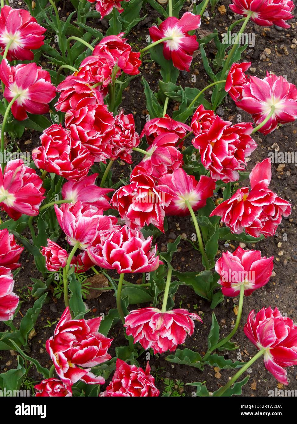 Natural close up spring flowering plant portrait of the stunning tulip ...