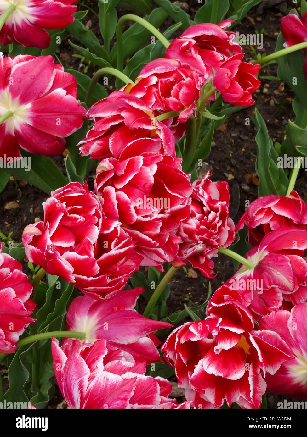 Natural close up spring flowering plant portrait of the stunning tulip ...
