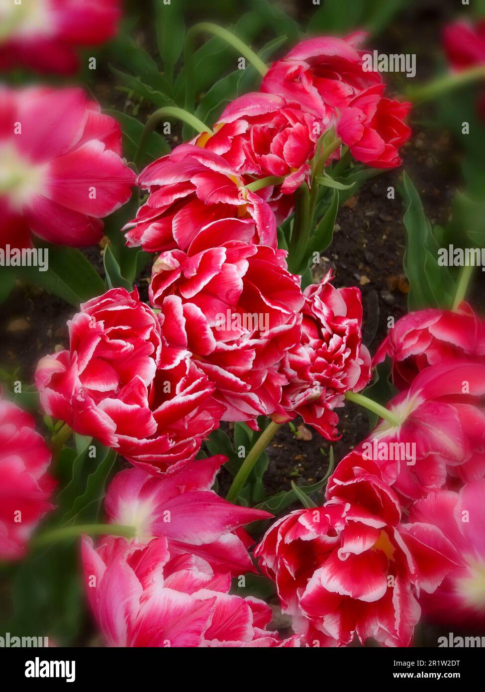 Natural close up spring flowering plant portrait of the stunning tulip ...