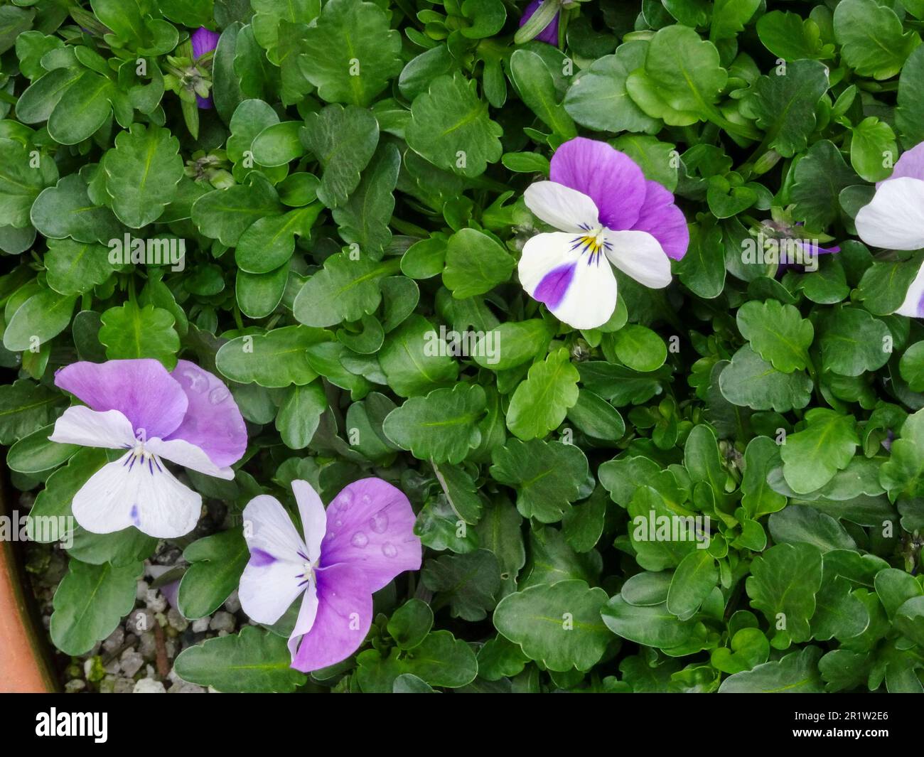 Cute Viola 'Pink Wings’, Viola 'Sorbet Pink Wings' . Natural close up ...
