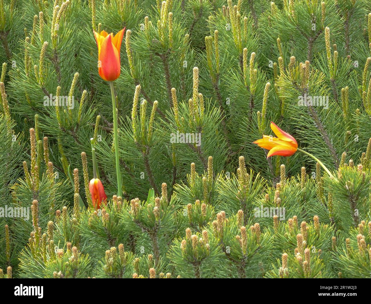 Pinus mugo (Pumilio Group) 'Emerald Dwarf’, and single Tulipa ballerina ...