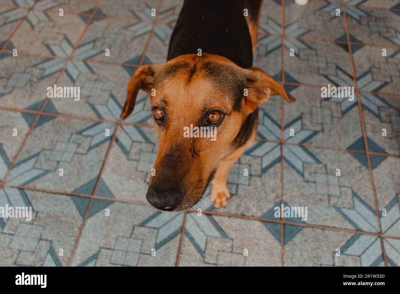 dog looking at the camera with a pitying face Stock Photo - Alamy