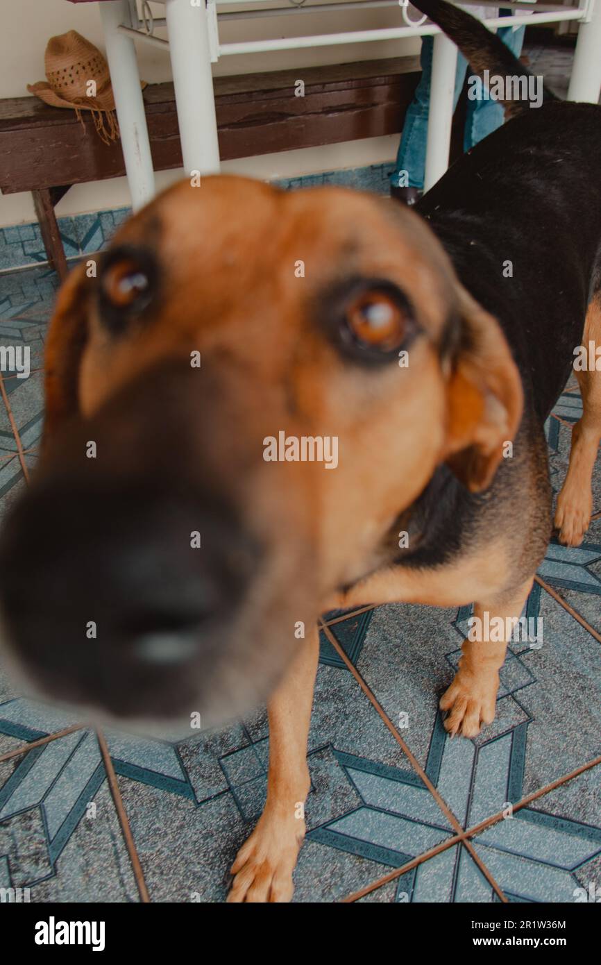 Nose to camera hi-res stock photography and images - Alamy