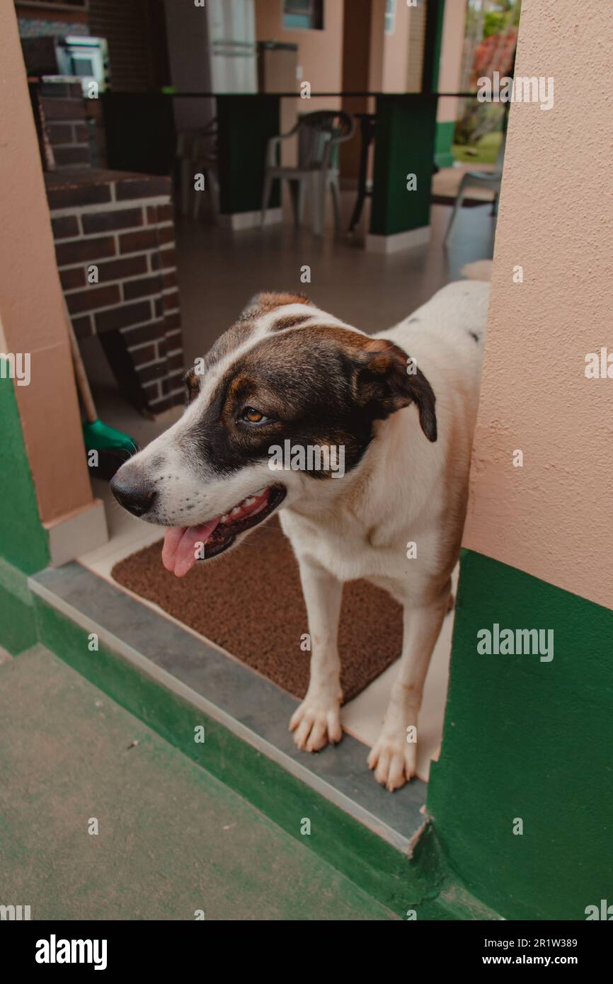 dog with tongue out Stock Photo - Alamy