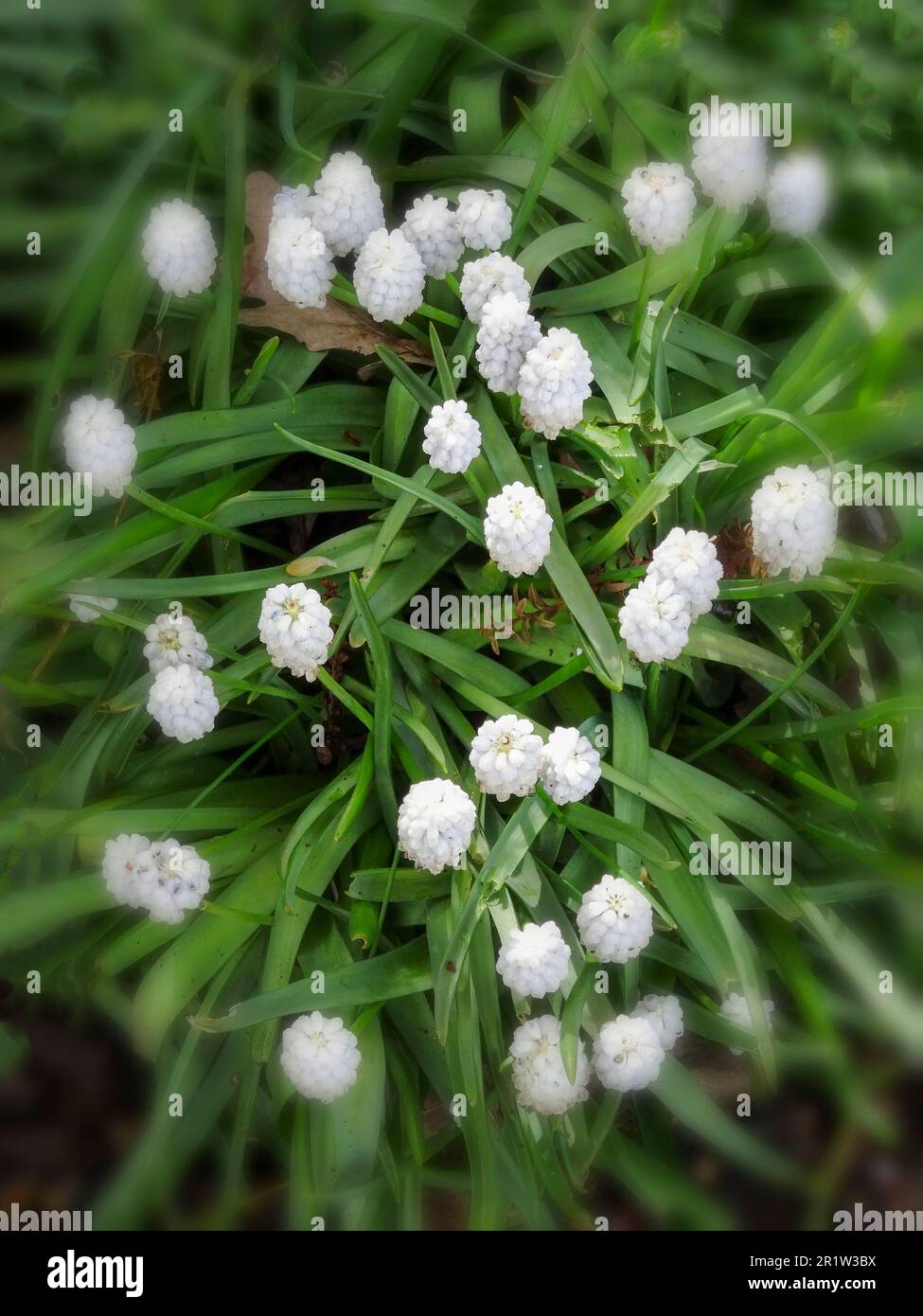 Pure natural patterns in the environment. Close up / macro colour ...