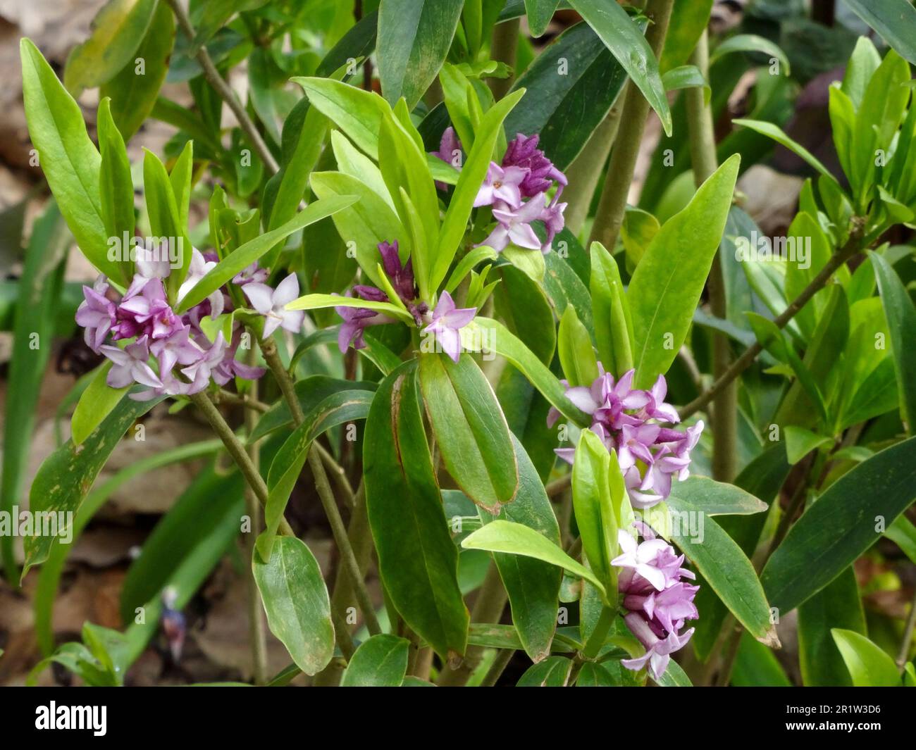 Natural close up flowering plant portrait of Daphne 'Spring Beauty ...