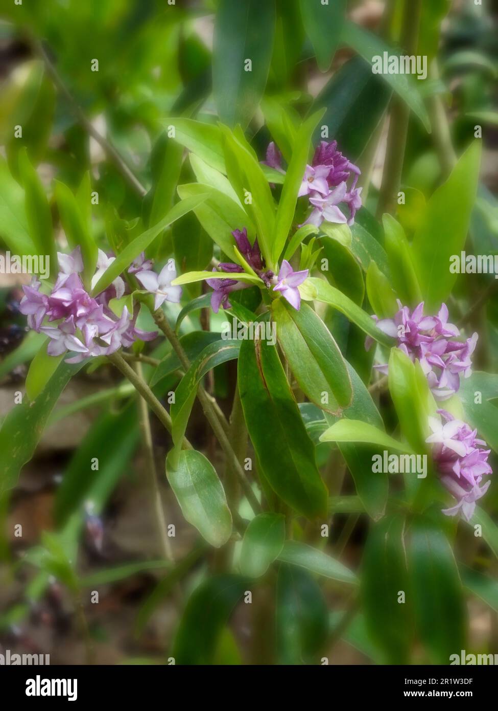 Natural close up flowering plant portrait of Daphne 'Spring Beauty ...