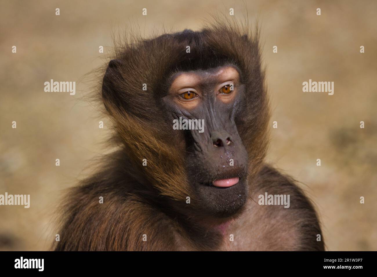Hamad baboon hi-res stock photography and images - Alamy