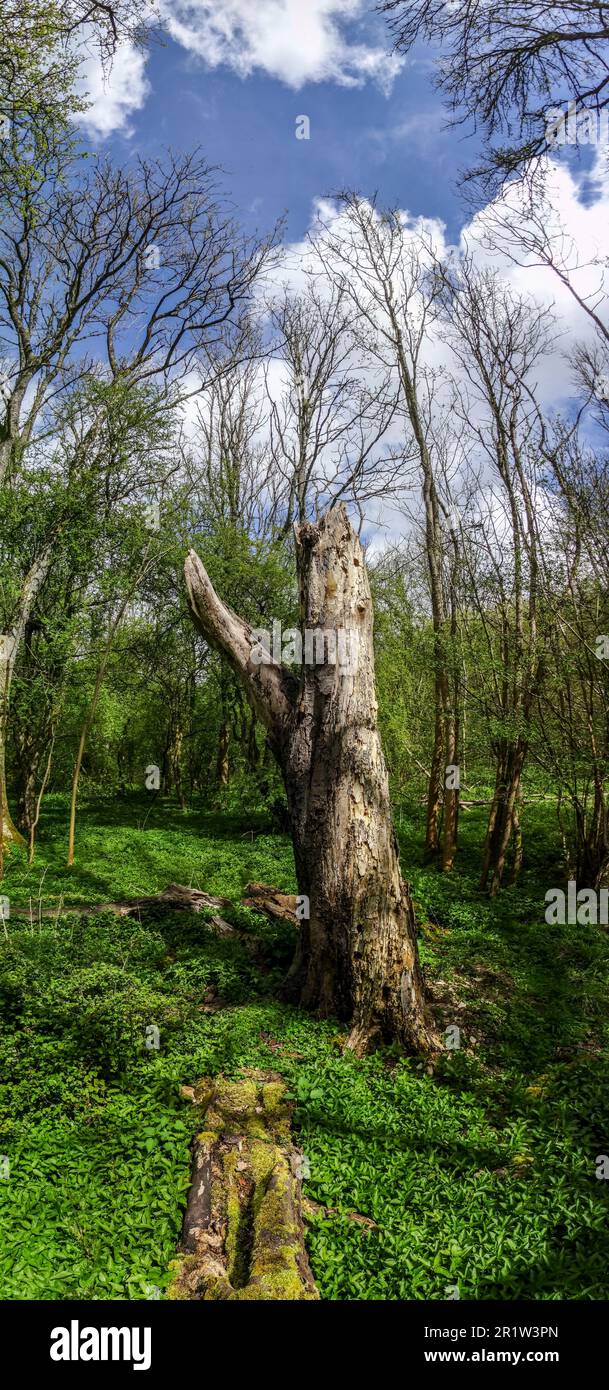 Moody woodland landscape with rotting tree stump prominent, surviving ...