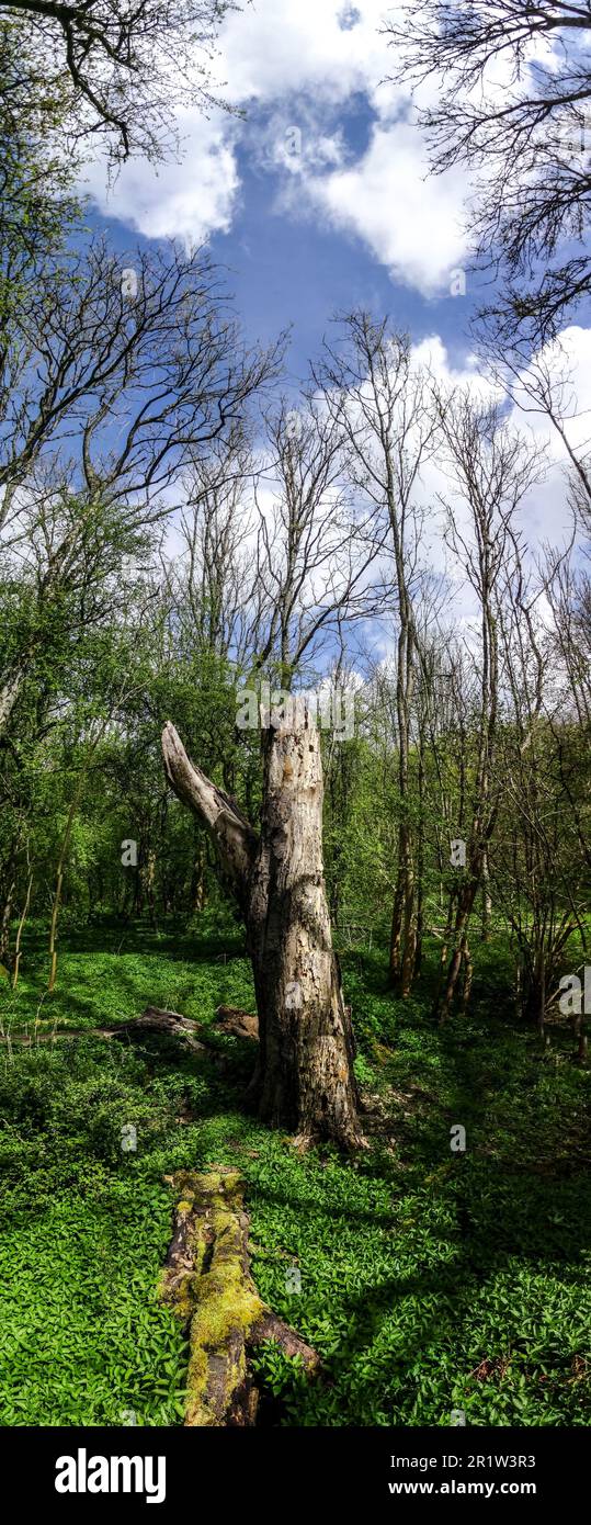 Natures Chaos, intimate English woodland showing patterns and textures ...